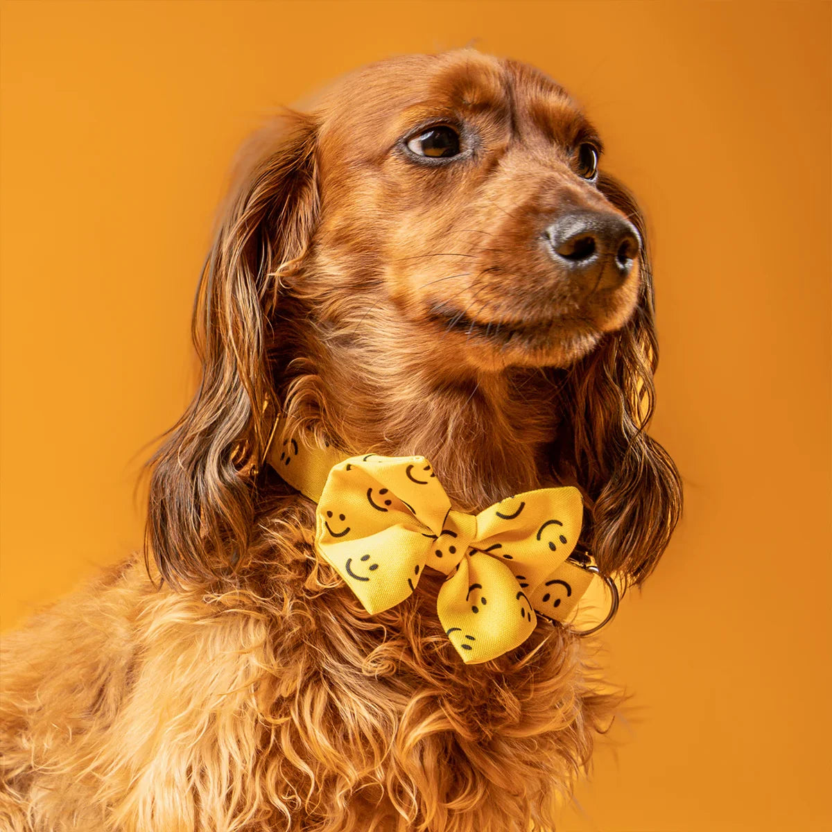 Packs para perros y gatos | Bandana + Collar + Corbatín | BySimona ...