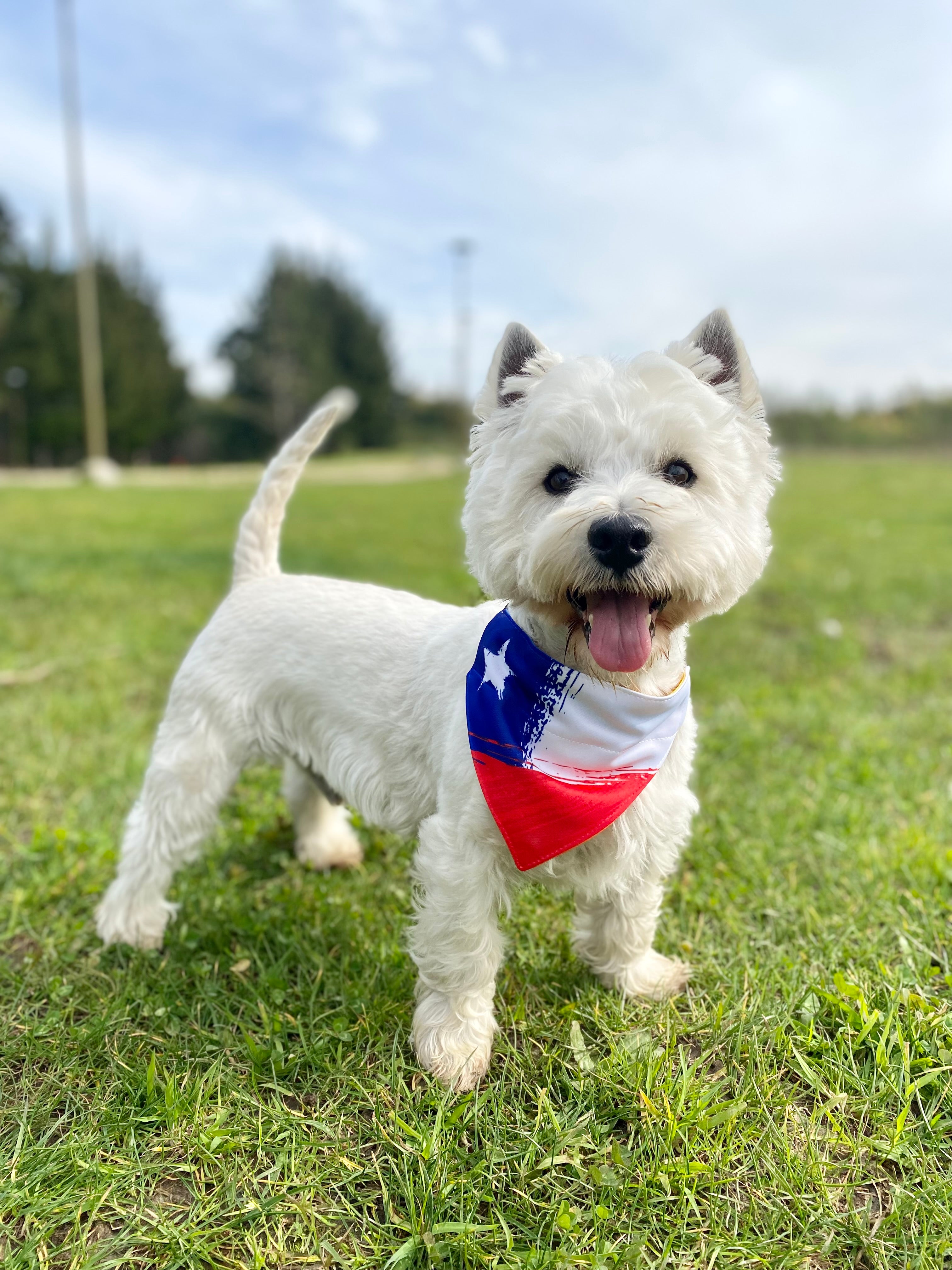 Bandanas para perros y gatos en Fiestas Patrias | Hechas en Chile ...