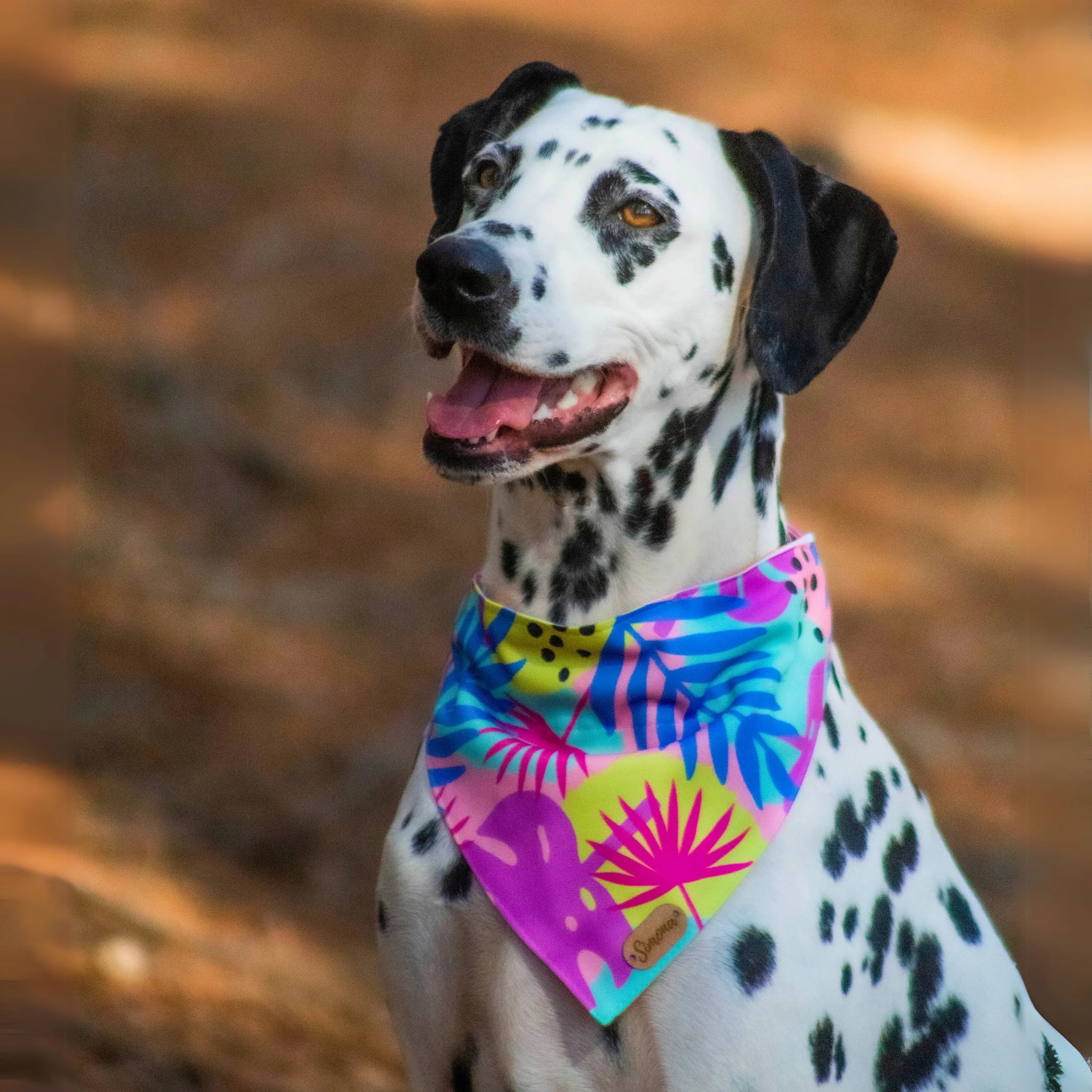Bandanas con collar para perros y gatos | Comodidad y estilo | BySimona ...
