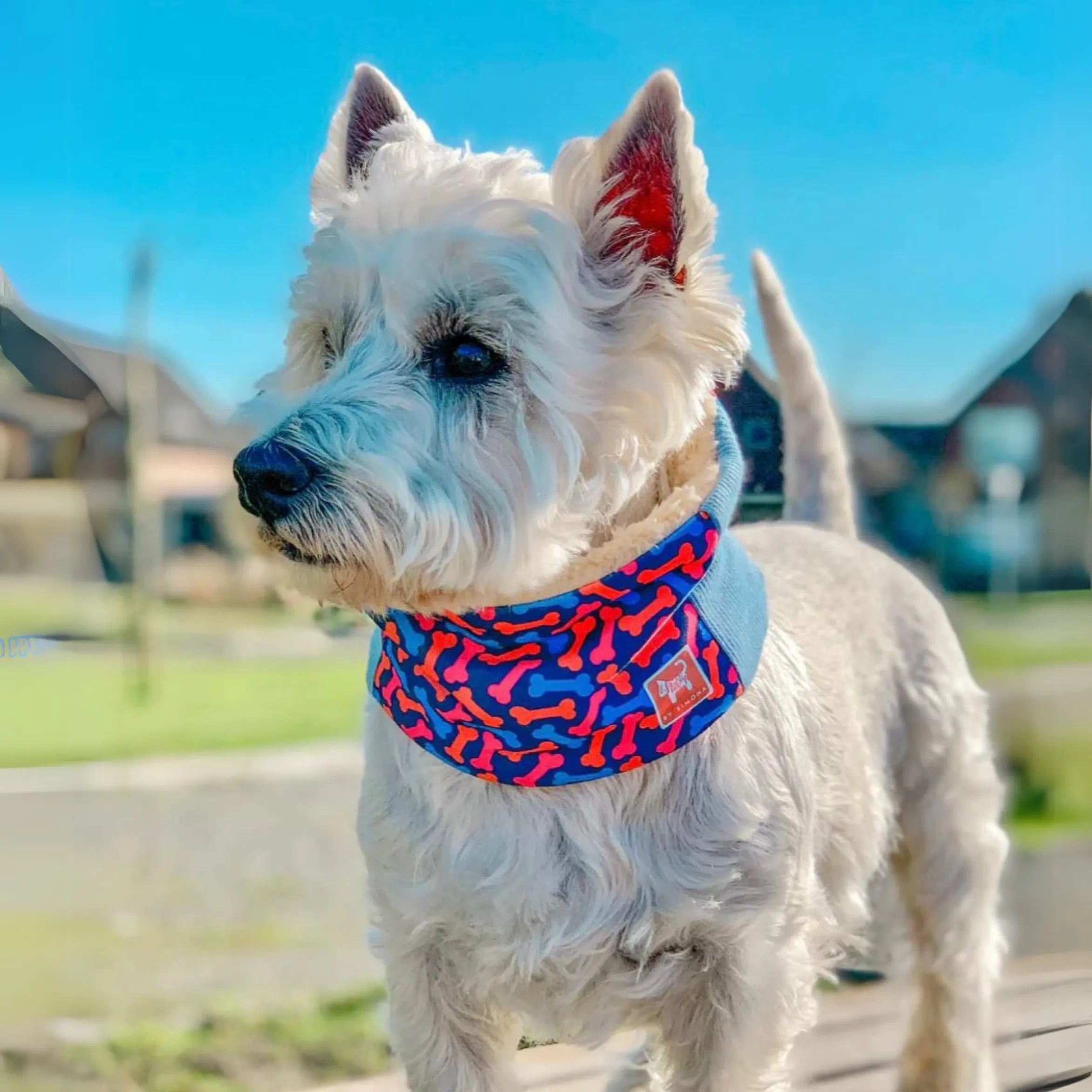 Cuellos para perros y gatos con diseño | Hechos en Chile | BySimona ...